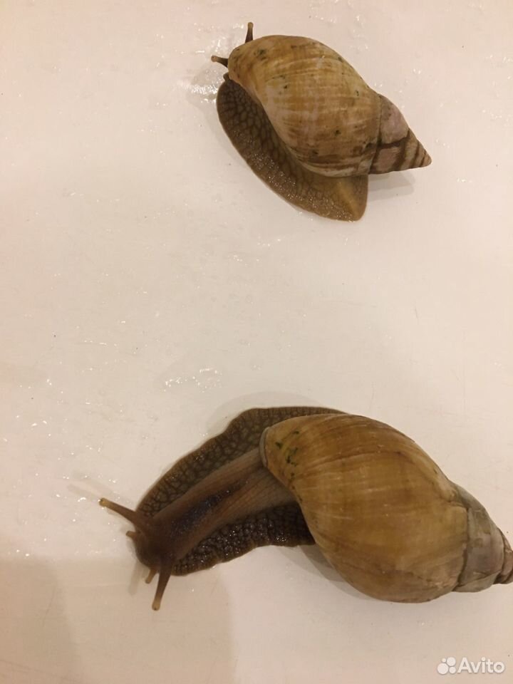 Улитка Ахатинская