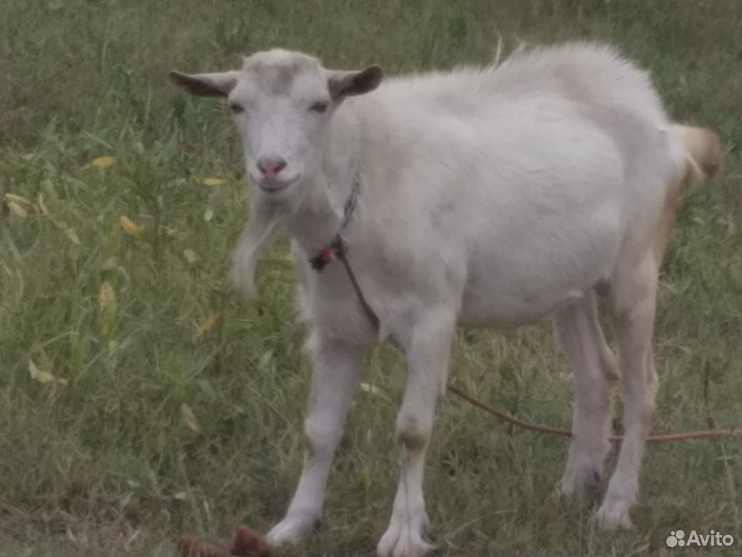 Козочка и козлик заанненский цена обоих