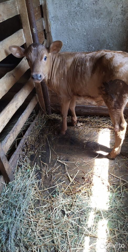 Месячный бычок