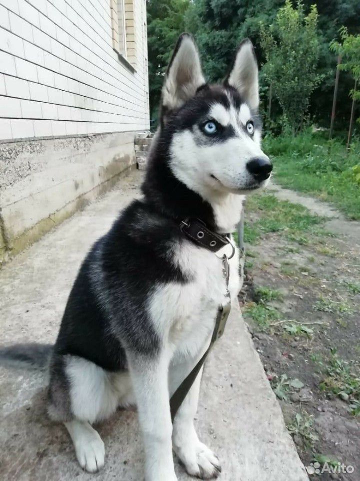 Продам собаку