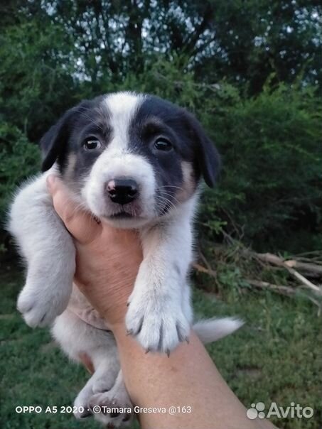 Щенок мальчик