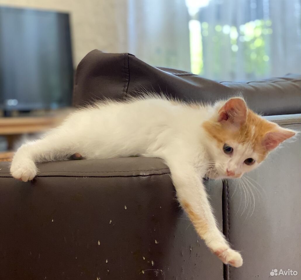 Антона в добрые руки