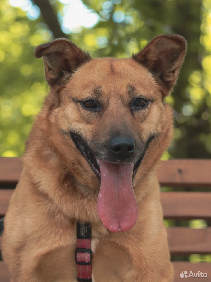 Динка ищет семью