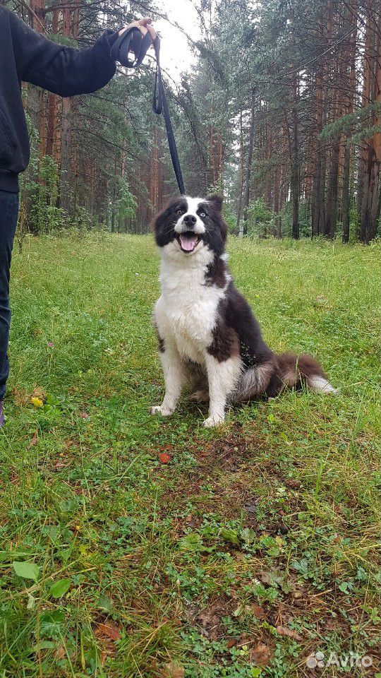 Девочка якутской лайки в добрые руки