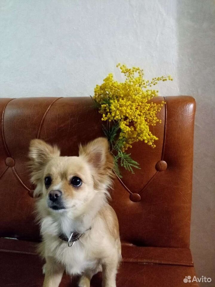 Щенки чихуахуа(девочки)