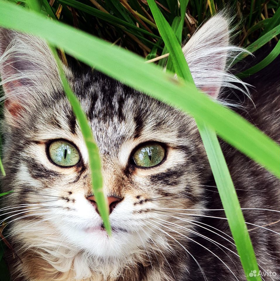 Ласковый котёнок грустит без хозяина