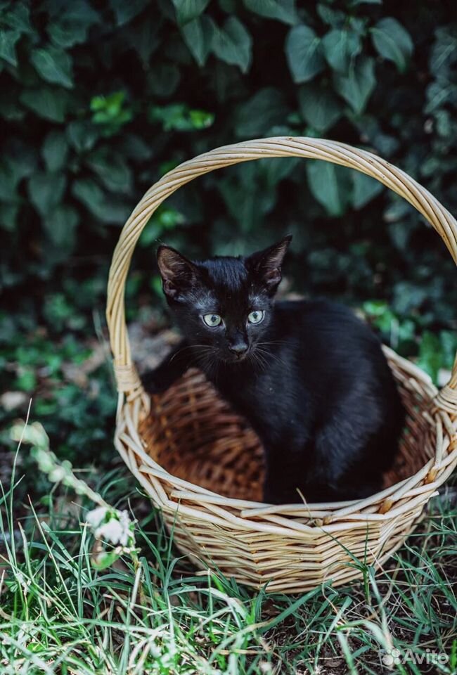 Котенок в добрые руки кот