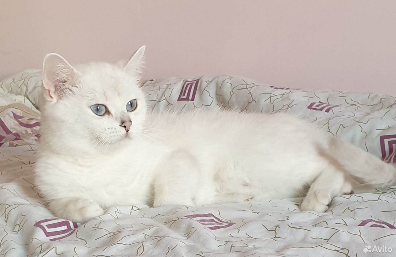 Кошечка для дома