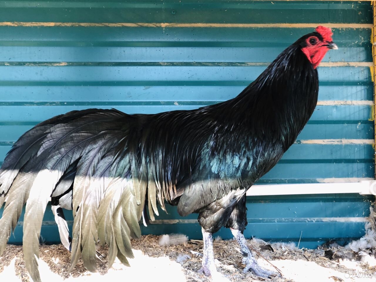 Петух Суматра