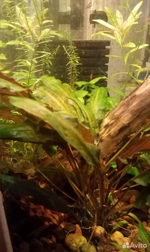 Аквариумное растение