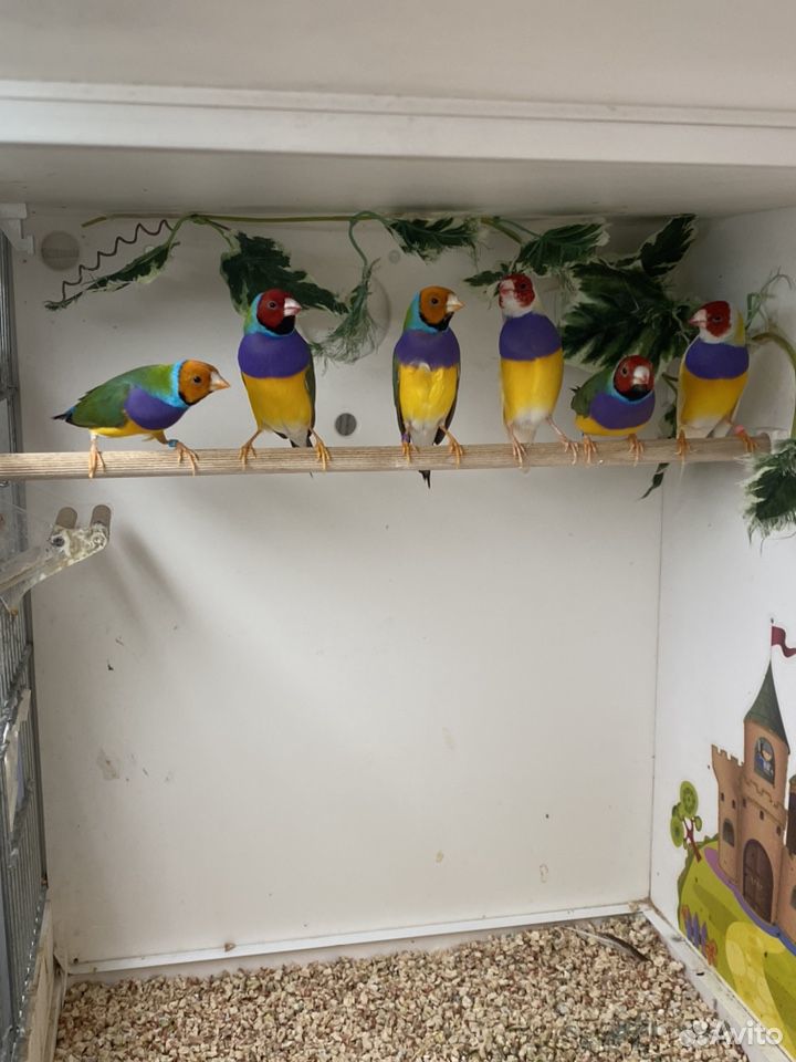 Амадина Гульда