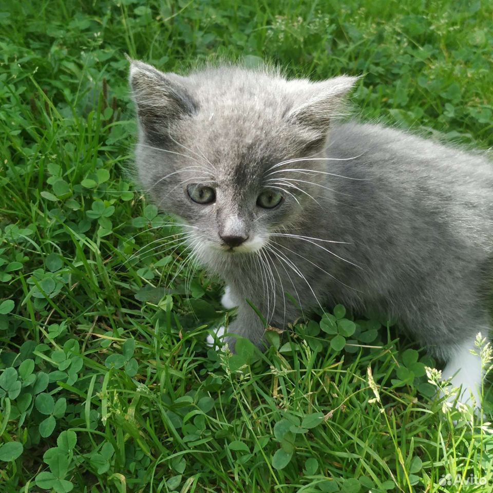 Котенок