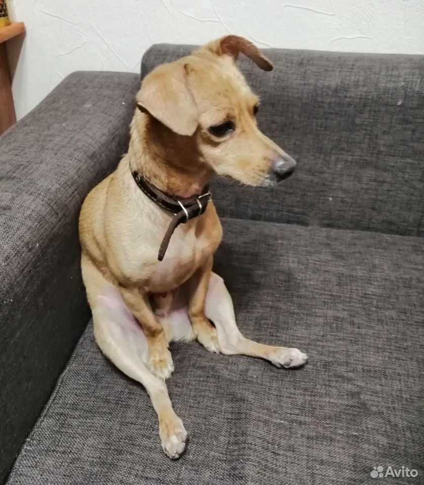 Потерявшийся годовалый щеночек породы той-терьер