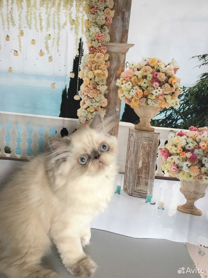 Милейшая кошечка ищет любящих хозяев