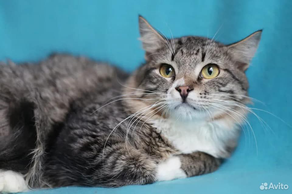 Котик Марс ищет дом