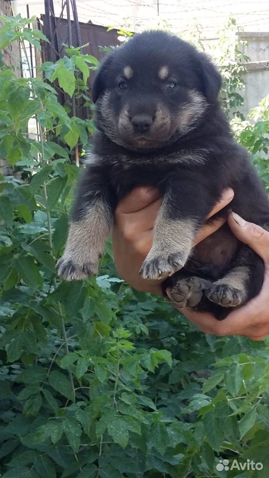 Щенята медвежата в поисках родителей