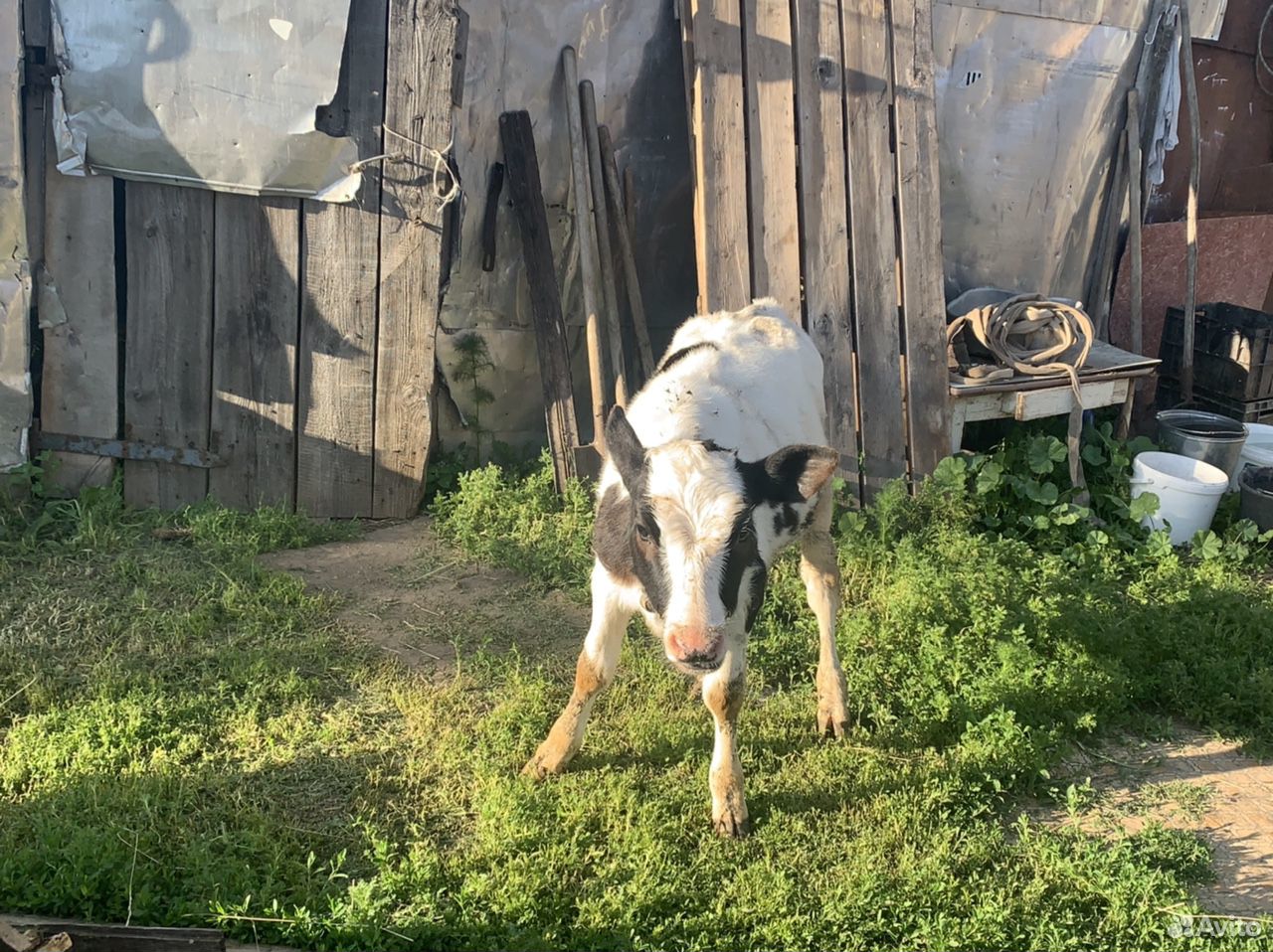 Продаю корову