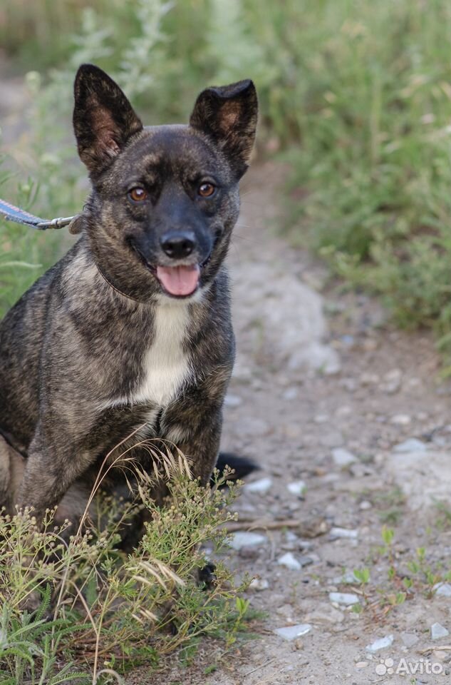 Душевная собака ищет хозяина