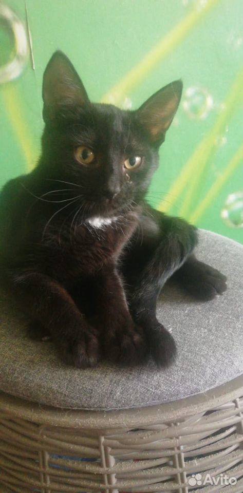Котенок Яшка в дар 3 мес