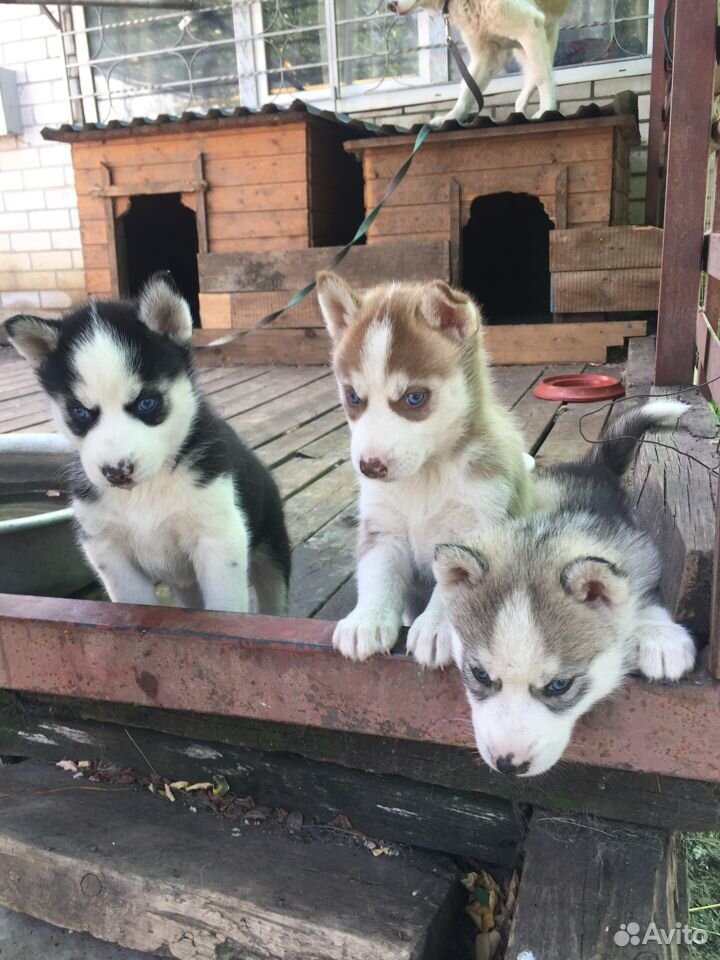 Щенки породы Сибирский хаски