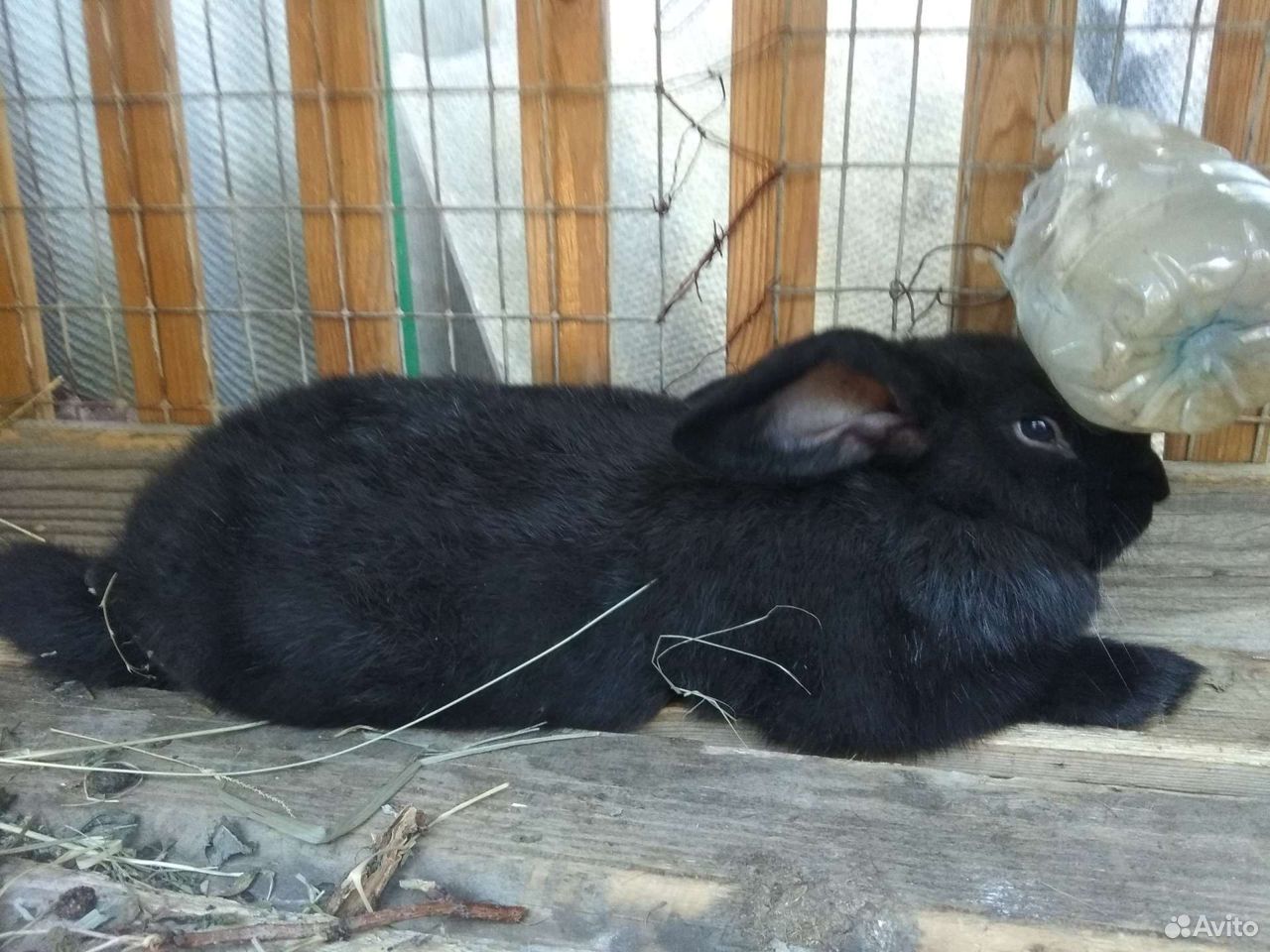 Кроли самцы