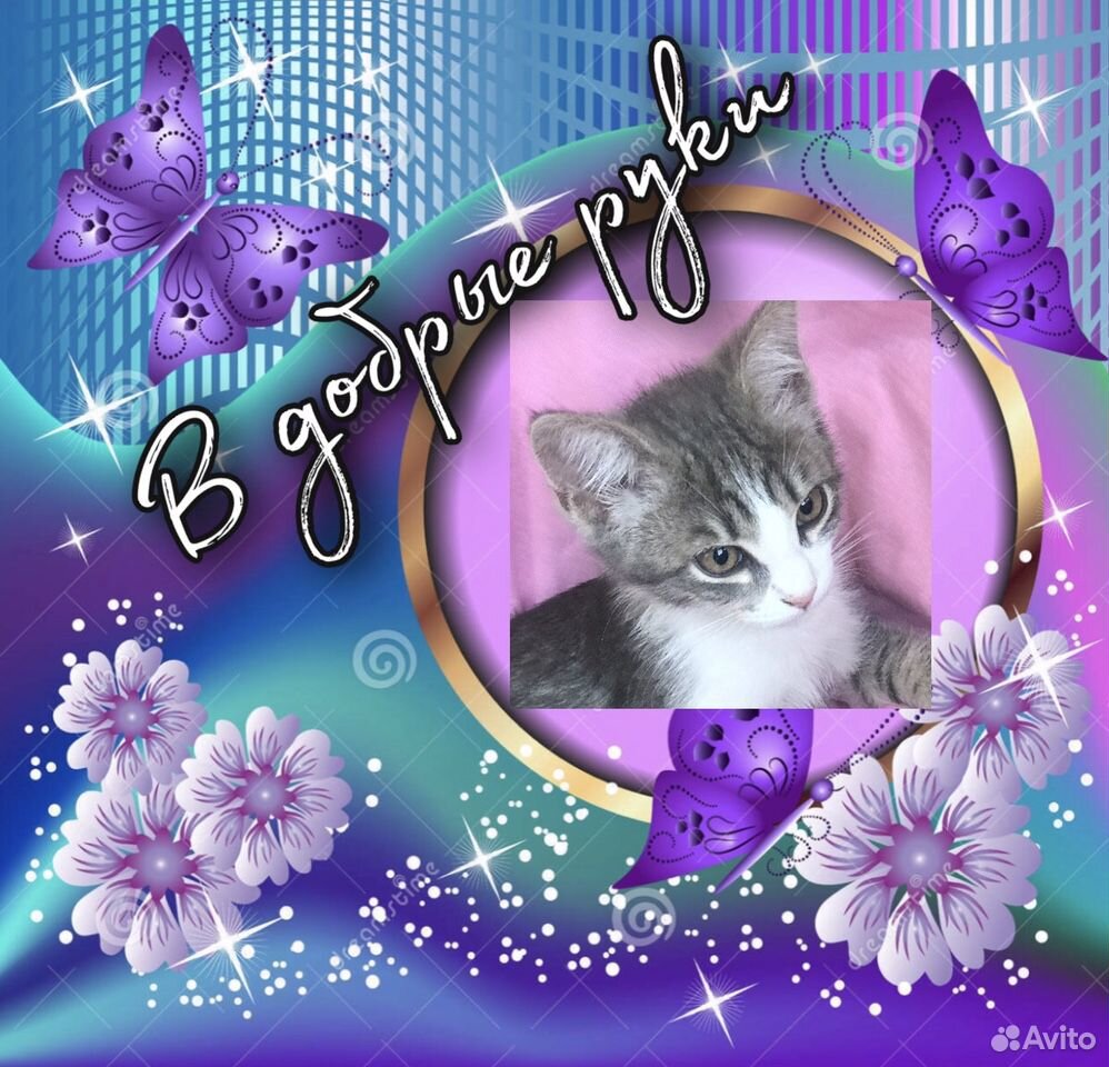 Лукос в поисках дома