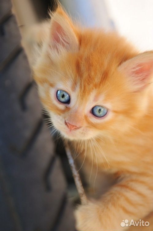 Рыжее счастье ищет дом