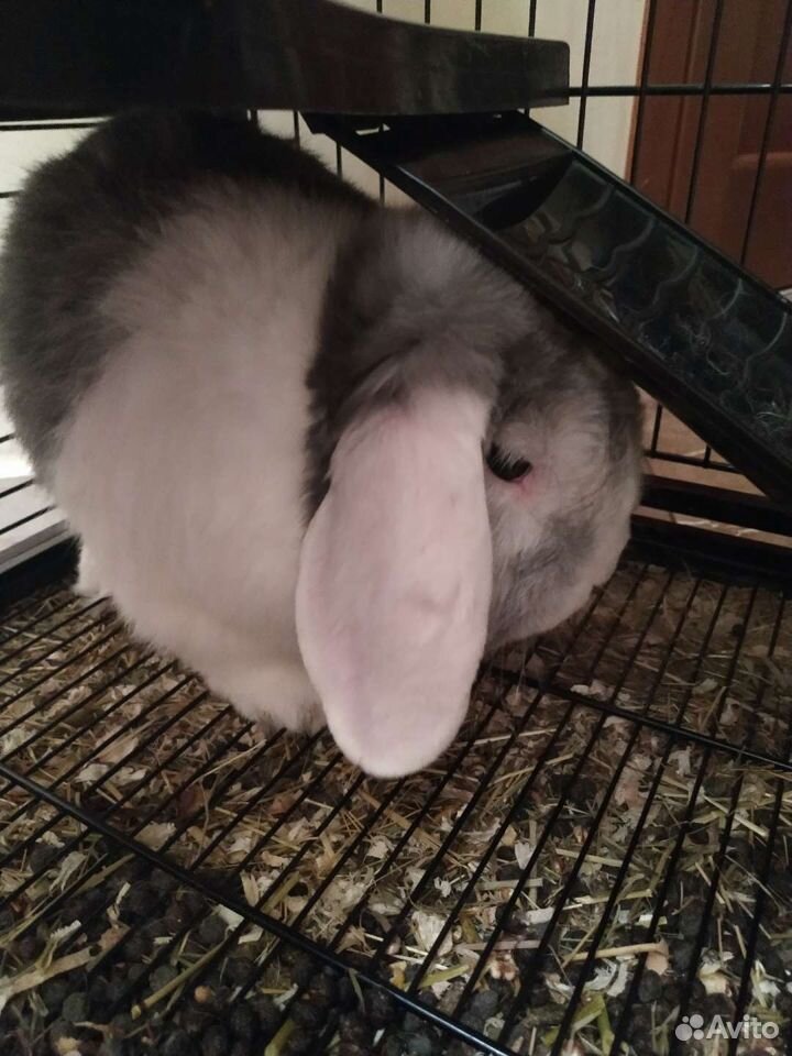 Голландский вислоухий кролик (девочка)