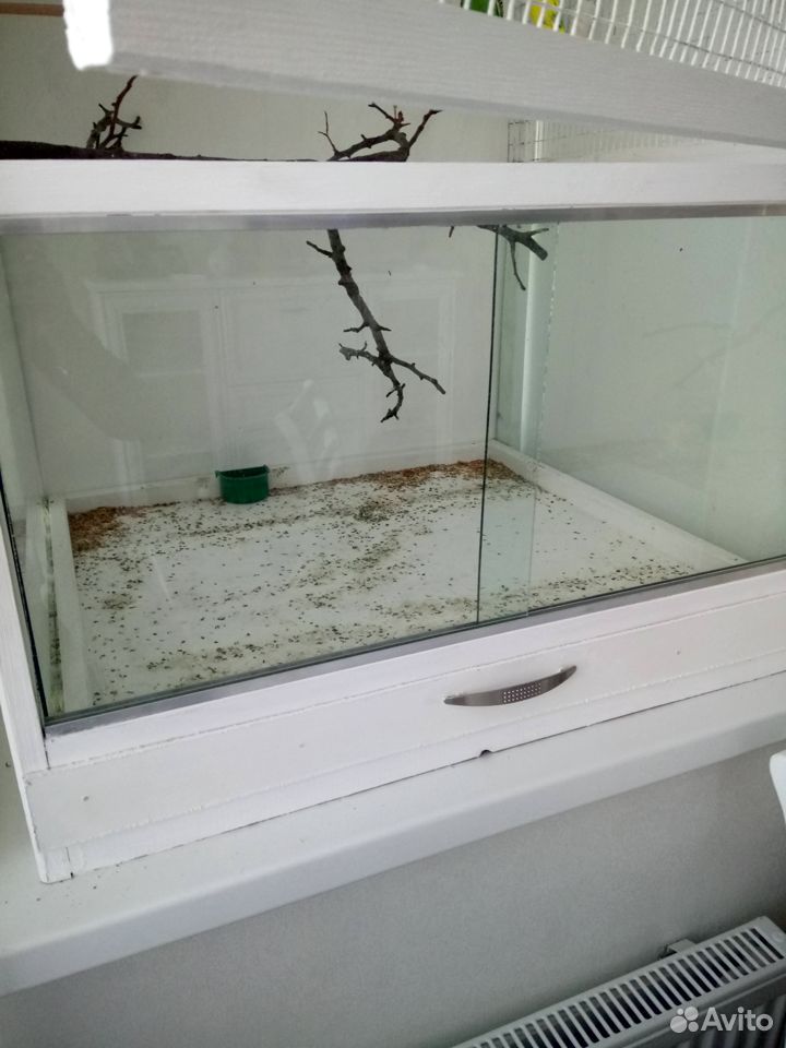 2 папугая с клеткой