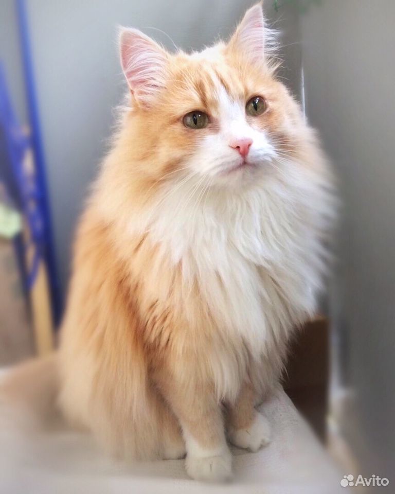 Котик Стасик