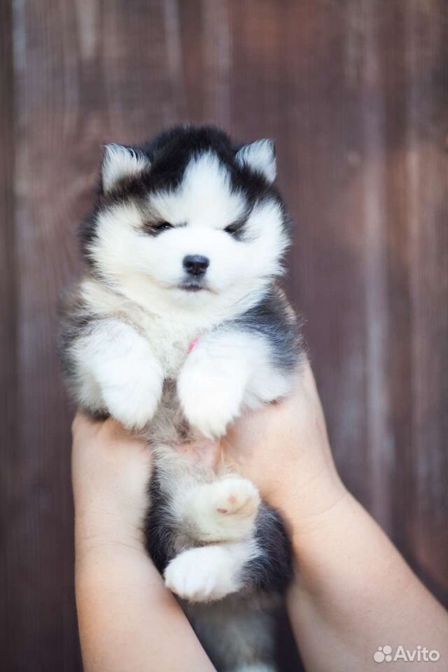 Помски