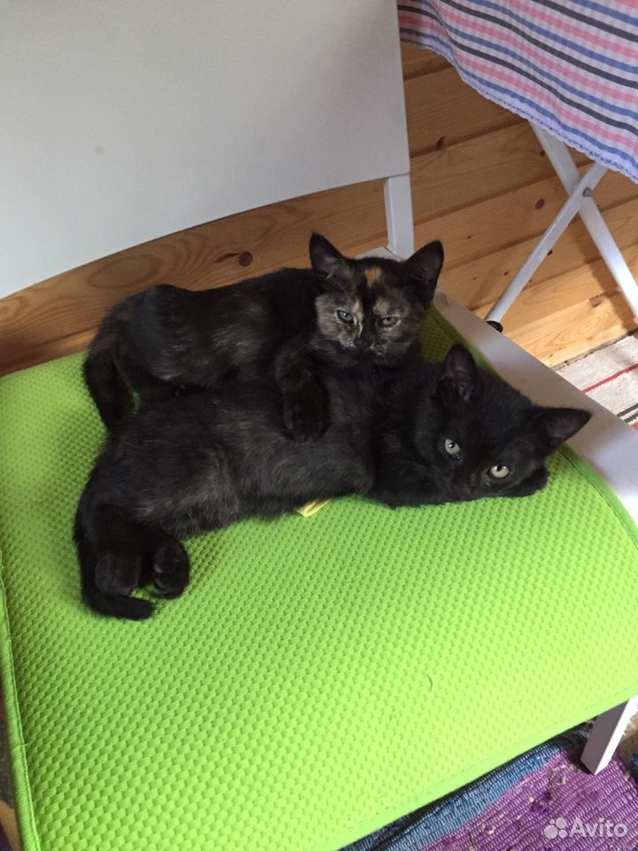 Отдадим котят в добрые руки