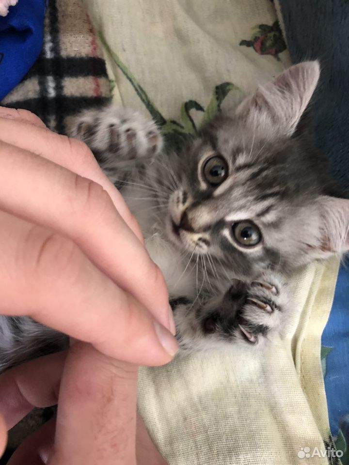 Котята