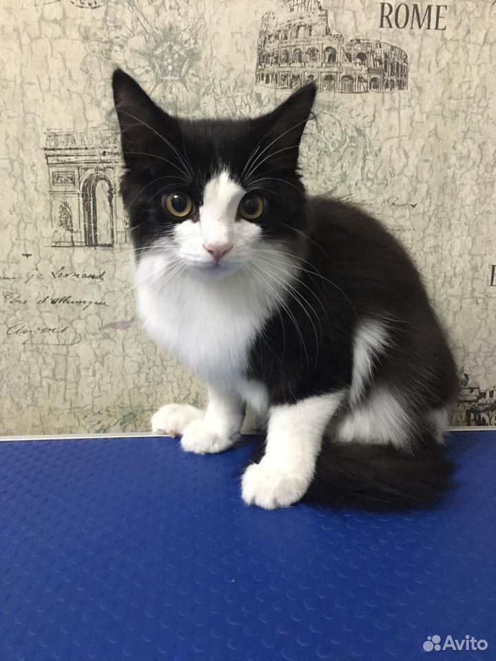 Шикарный котёнок ищет семью