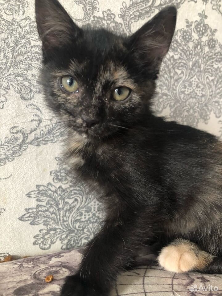 Крохотная девочка Шерри ищет дом