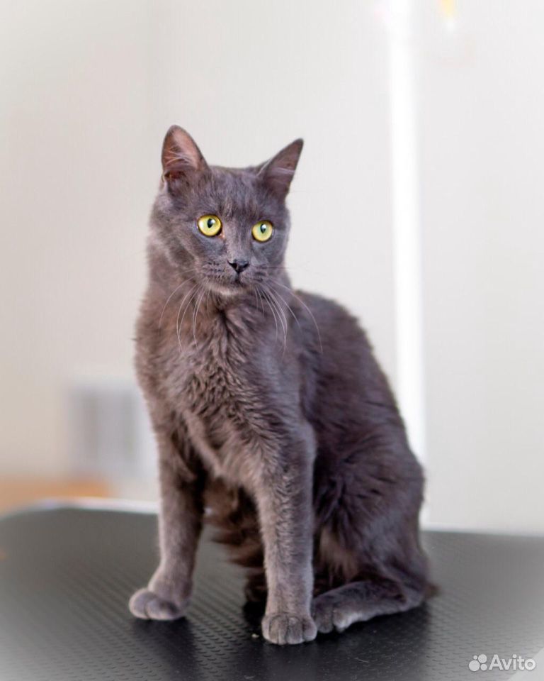 Котёнок-подросток в добрые руки