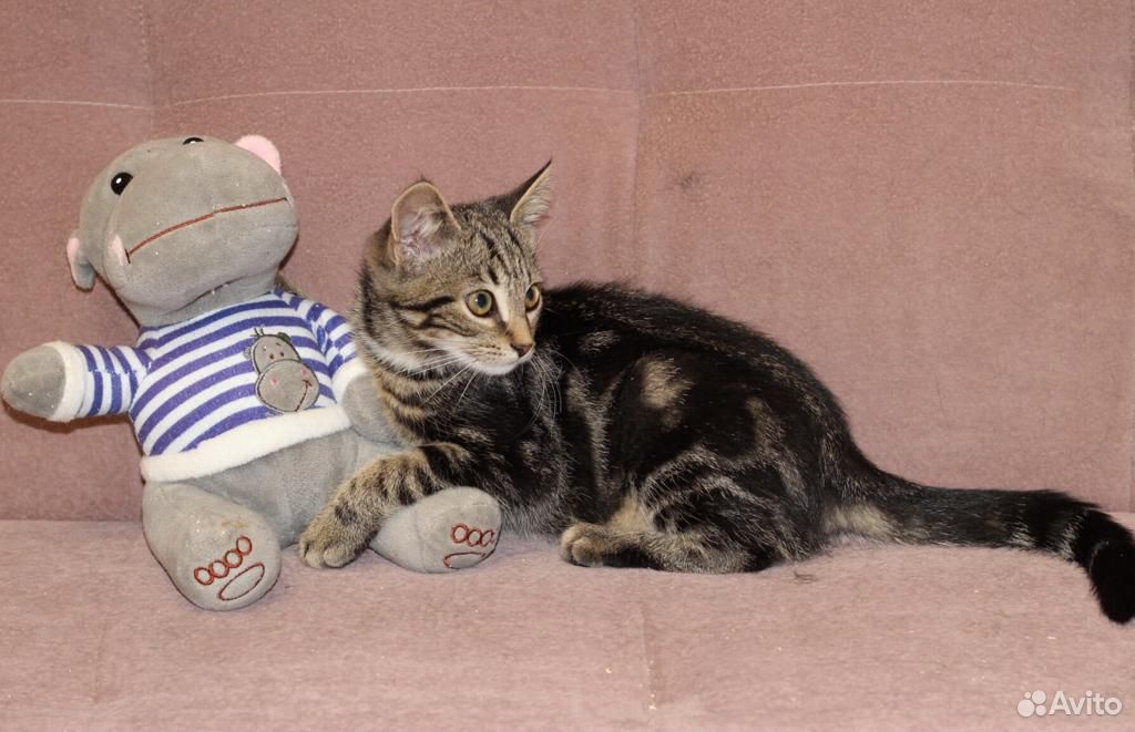 Мраморный котенок девочка в дар