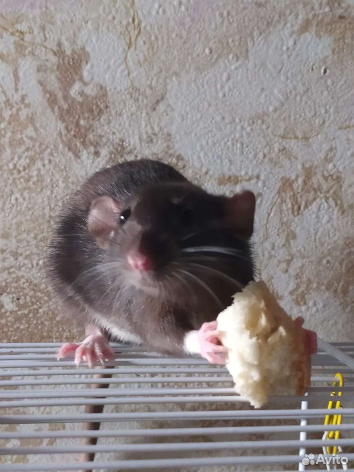 Крысы дамбо и стандарт