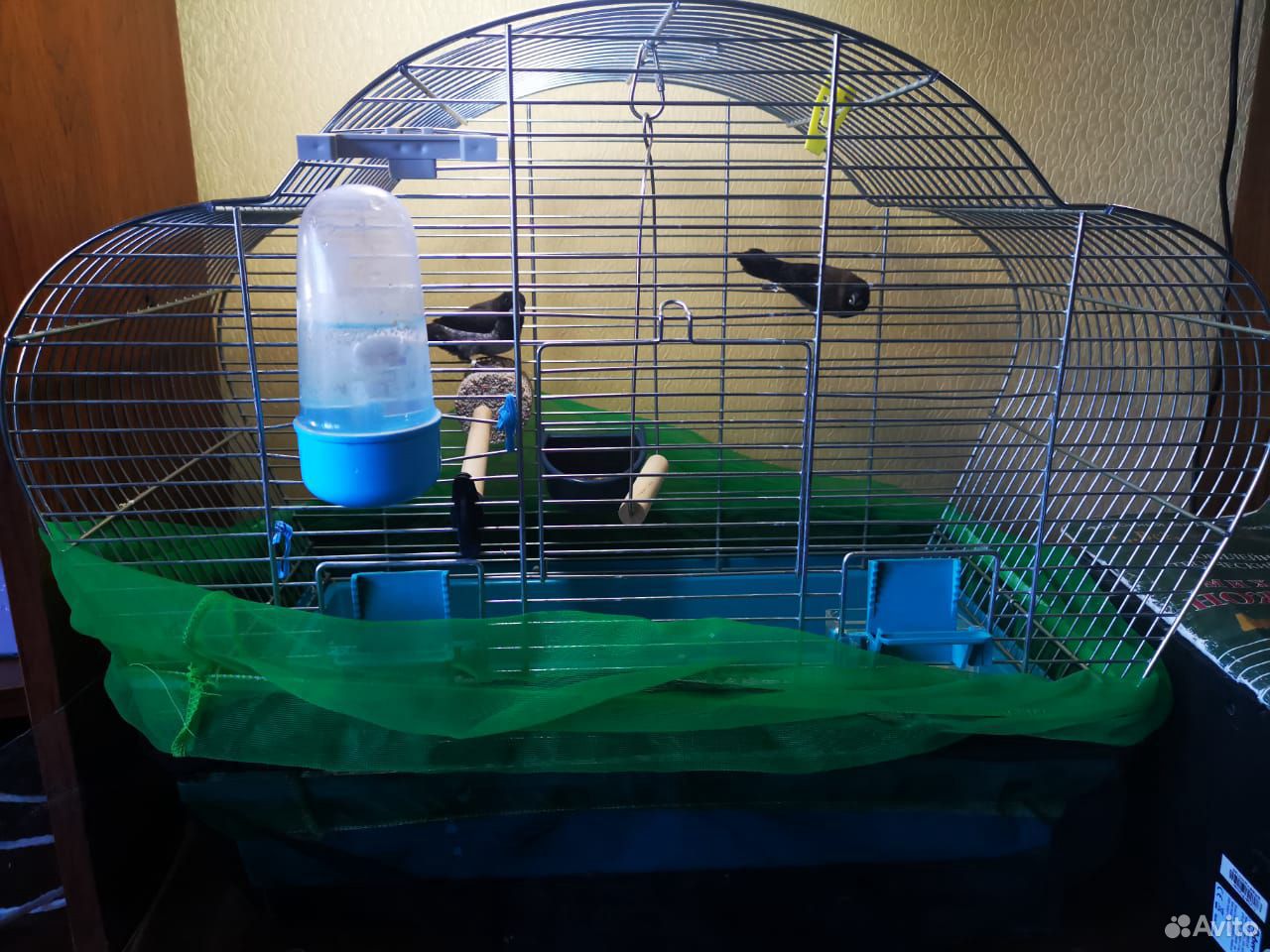 Японские чешуйчатые амадины с клеткой+