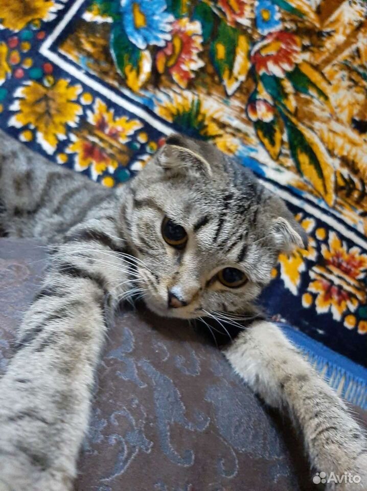 Шотландская кошка хочет детей