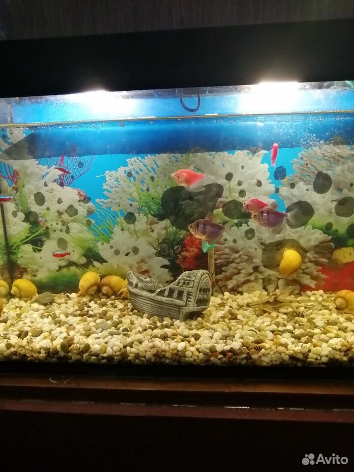 Аквариум