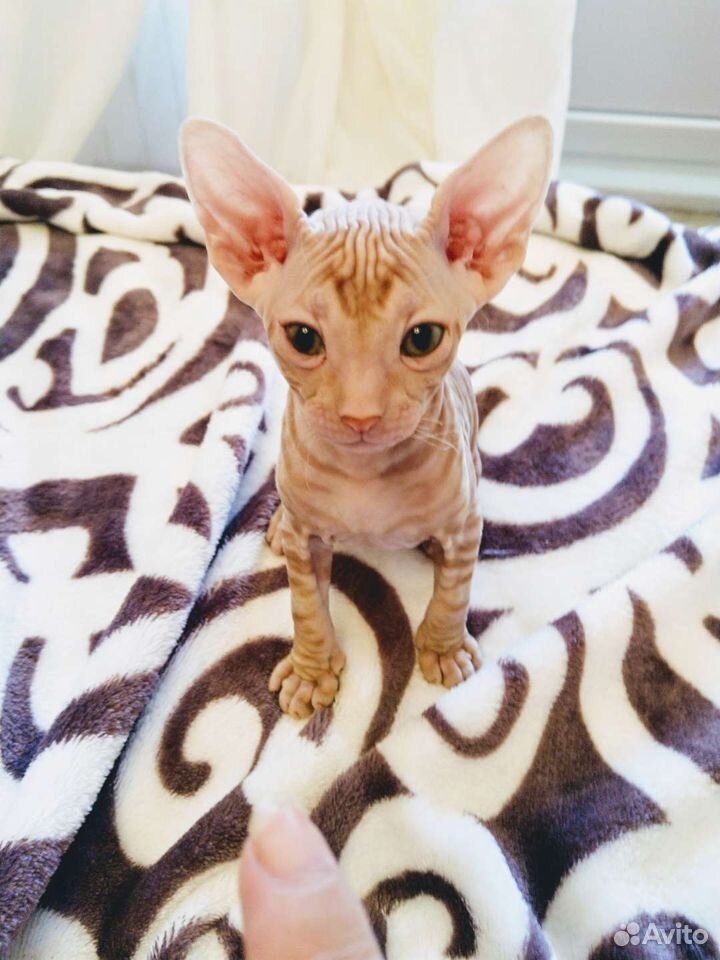 Донской сфинкс