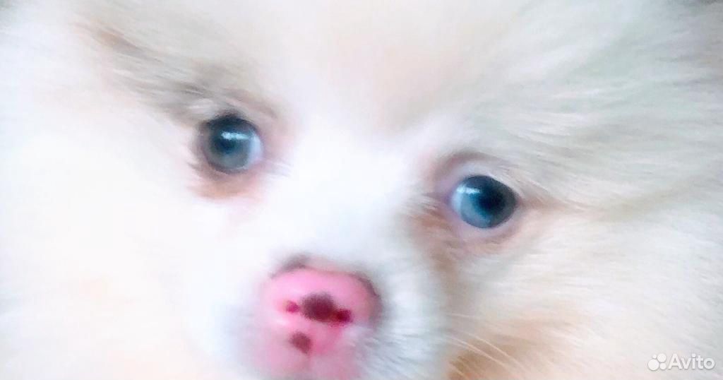 Померанский шпиц Голубоглазый Блондин