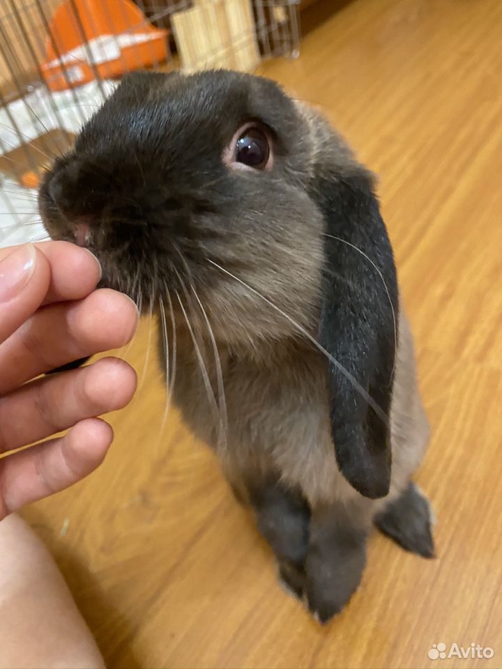 Кролик 5 месяцев