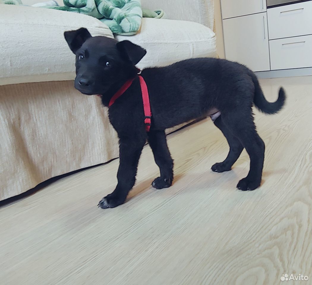 Уличный щенок 2 мес ищет хозяев