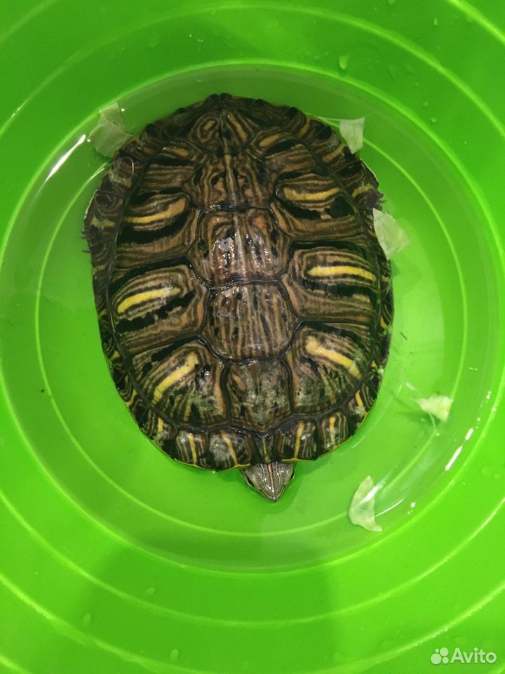 Черепаха красноухая