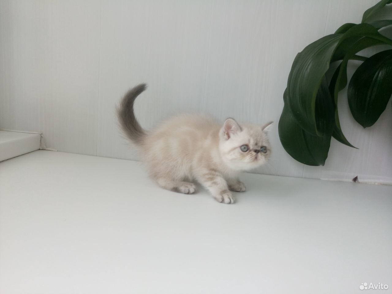 Кошечка экзотическая