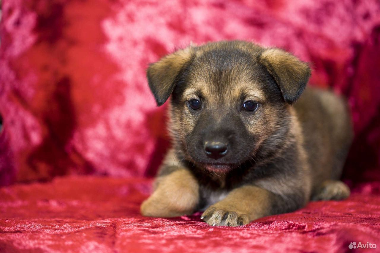 Маленькая Шоколадка ищет дом