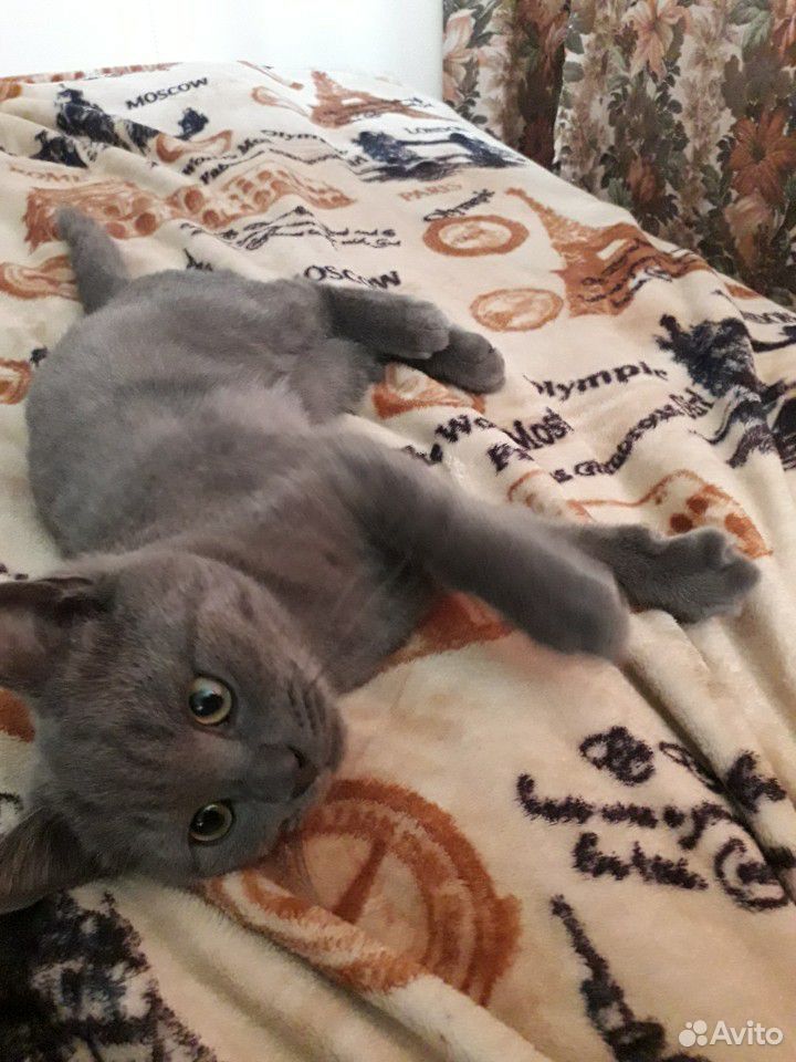 Русский голубой котенок