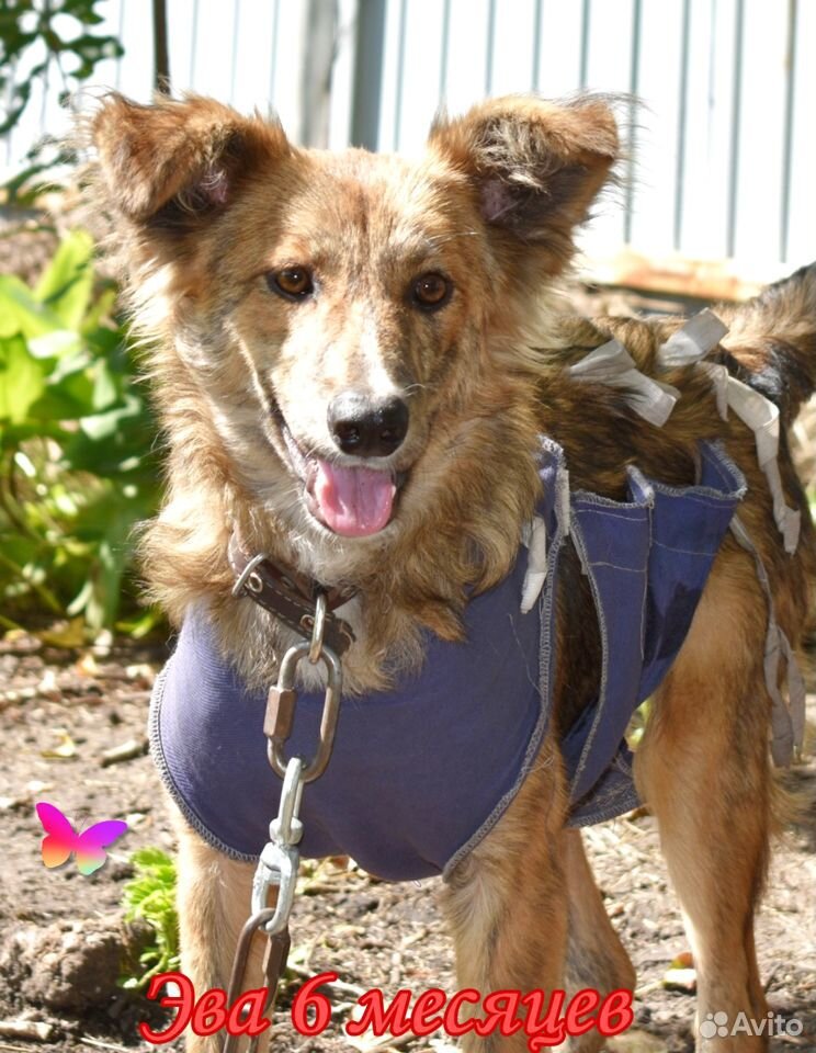 Щенок Эва на охрану 6 мес. Стерилизована